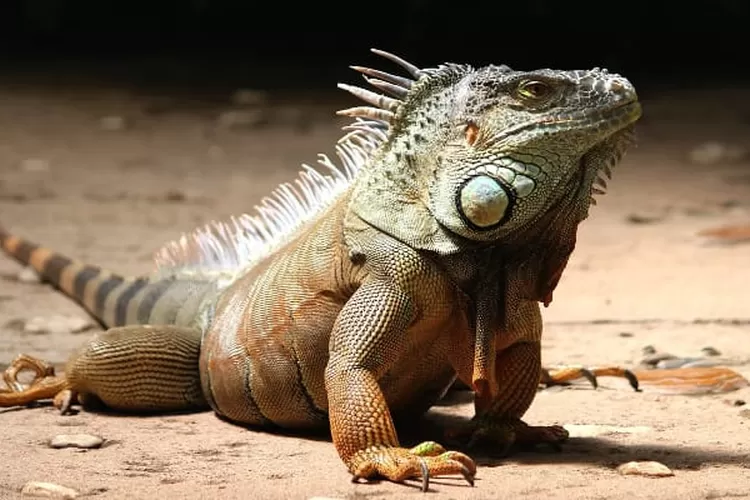 Hewan Peliharaan Eksotik Juga Bisa Hasilkan Cuan